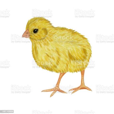 수채화 노란색 작은 병아리입니다 부활절 그림입니다 흰색 배경에 격리 디자인 엽서 인쇄물 스티커 0명에 대한 스톡 벡터 아트 및 기타 이미지 Istock