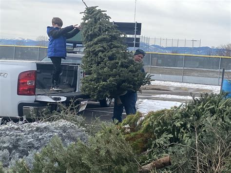 Christmas Tree Recycling Underway Loveland Reporter Herald