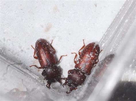 In Denial Flour Beetles In A Harsh World Trebuchet