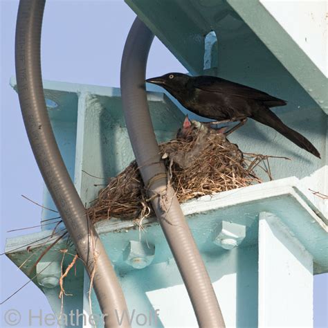 Birds Of Brooklyn Bridge Park And Beyond — Common Grackle Nest Brooklyn