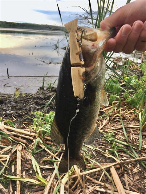 Caught A Small Bass On A Prototype Swimbait No Paint Necessary R