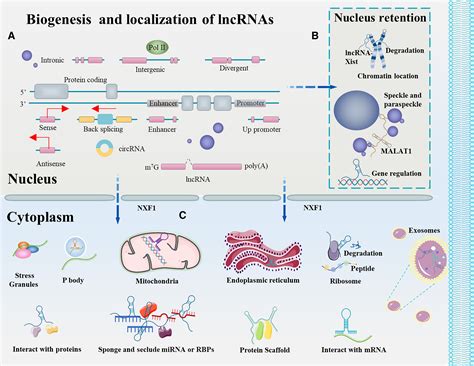 Comprehensive Landscape And Future Perspective Of Long Noncoding RNAs In Non Small Cell Lung