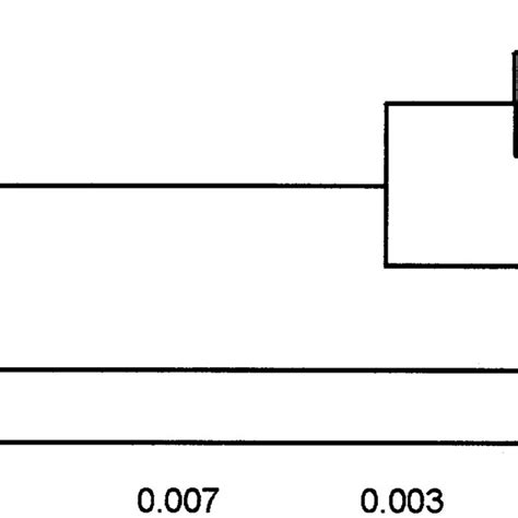 Upgma Dendrogram Based On The Genetic Distance Among The Seven