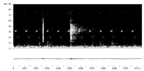Spectrogram Of A Click And Its Echo Download Scientific Diagram