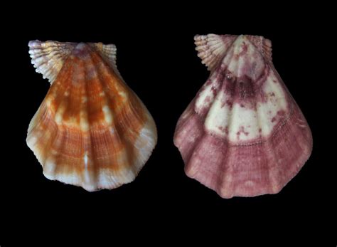 Seashell Rare Colors Swiftopecten Swifti 76 71 Mm Set Of 2 F