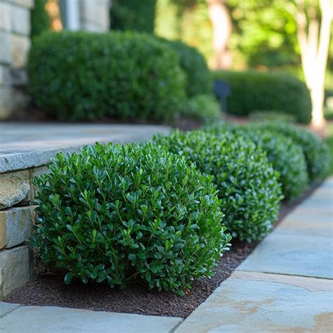 Morris Dwarf Boxwood Compact Evergreen Shrub For Low Maintenance
