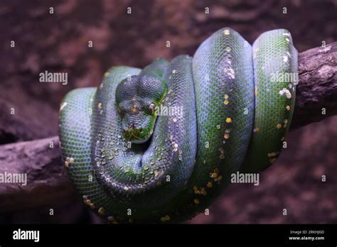 Closed Up Picture Of Green Tree Python Rolling On A Tree Trunk Stock Photo Alamy