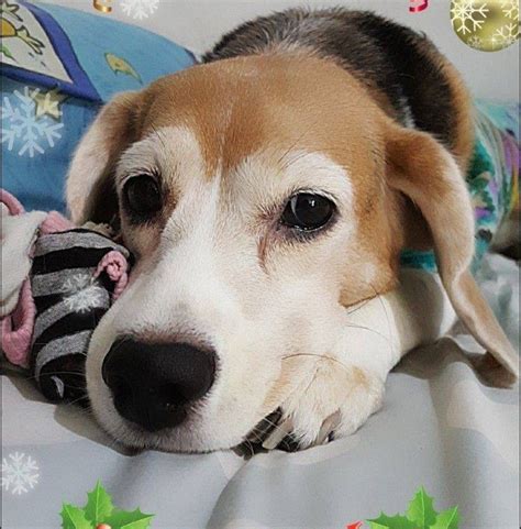 หมวกมือสอง ประมูล V2 ขนาดรอบหัว ปรับขนาดได้ ตำหนิ ไม่มี 📌กติกา เปิดประมูลที่ 70 บาท บิทครั้งละ