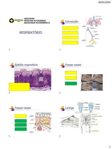 Respiratório Histologia Veterinária Ii Pdf Sistema Respiratório