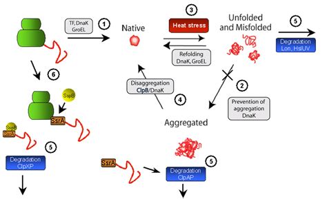 Chaperone Network And Download Scientific Diagram