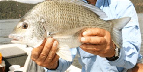Bait Tips For Big Bream Fishing World