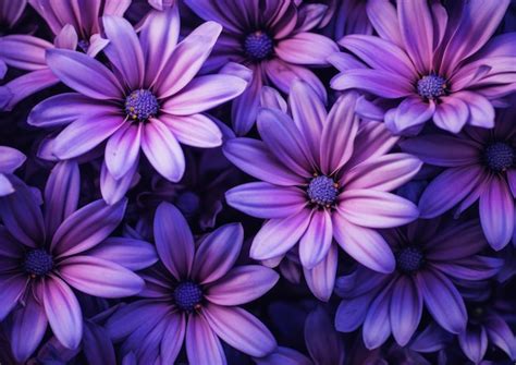 Beautiful Purple Flower Background Images Free Download On Freepik