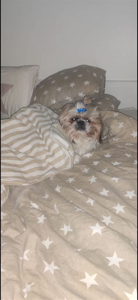 Tf mom... put that flash away and come back to bed. : r/Shihtzu