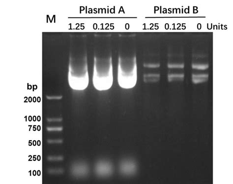 T5 Exonuclease Raybiotech