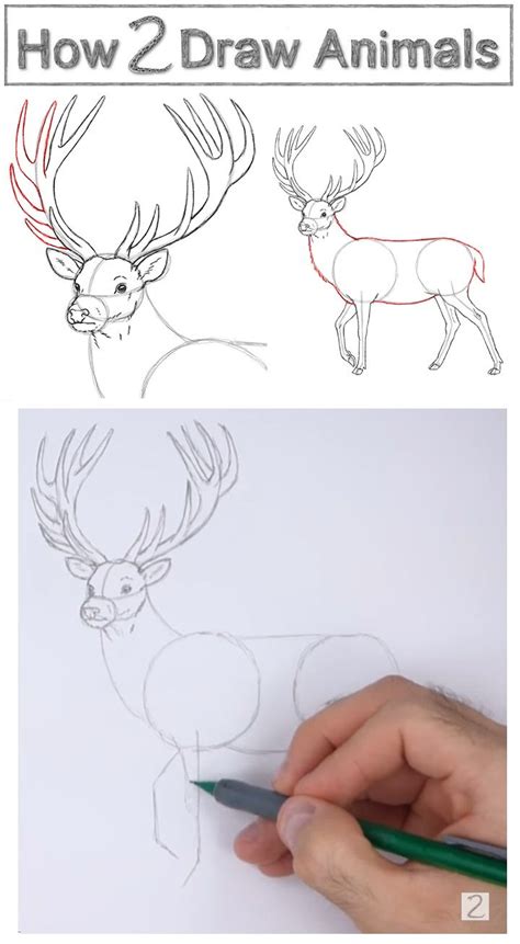 How To Draw A Deer Red Deer Video Step By Step Pictures Artofit