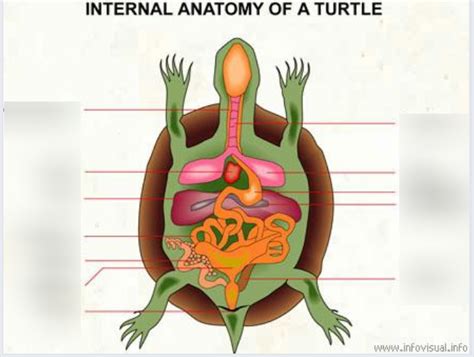 Diagram Of Internal Anatomy Of Turtle Quizlet