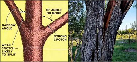 Pruning Babe Trees For Future Strength And Long Life Part Getting The Job Done The Tree