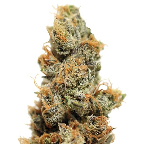 Buy Pineapple Chunk Feminised Seeds By From Cannabisseedsie