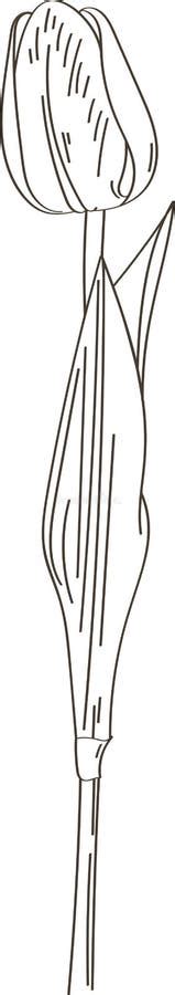 Tulip Flower Sketch Stock Vector Illustration Of Summer 358404583