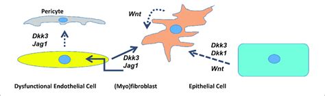 Cross Talk Between Dysfunctional Endothelial Cells Pericytes