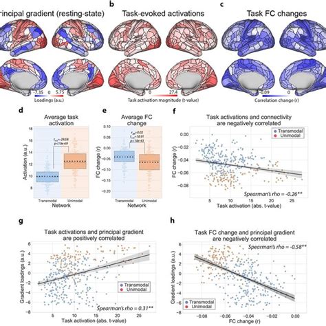 Dissociating Localized Versus Distributed Processes Across The Cortical