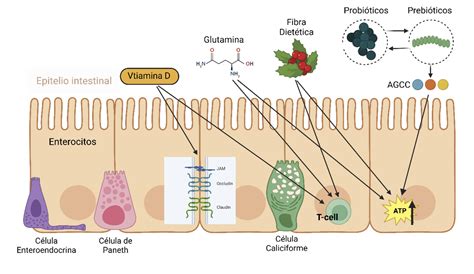 Comprendiendo La Barrera Intestinal La Interfaz Crucial Entre Nuestro