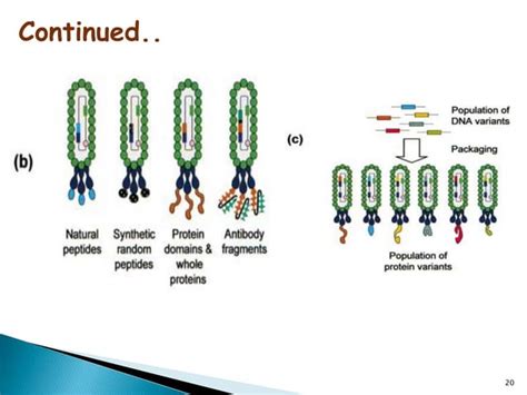 Phage Display