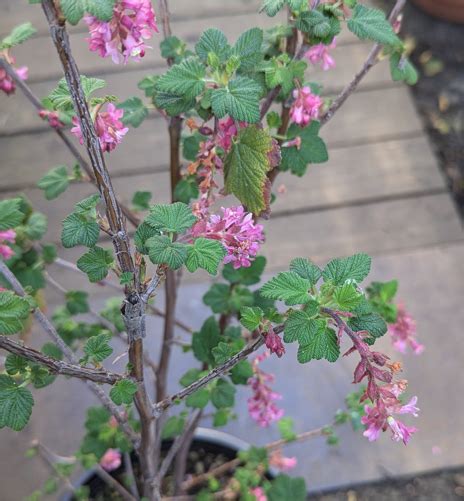 Ribes Malvaceum Montara Rose Herons Head Nursery