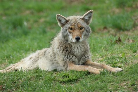 10000 Free Coyote Logo And Coyote Images Pixabay
