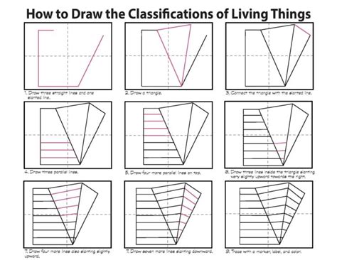 Classical Conversations Cycle 1 Week 1 How Draw Classifications Living