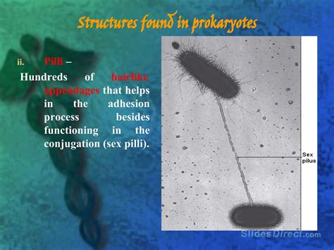 Prokaryotes Pdf