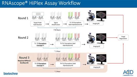 Abby Munoz On Linkedin Looking To Validate Your Scrnaseq Tsne Plot