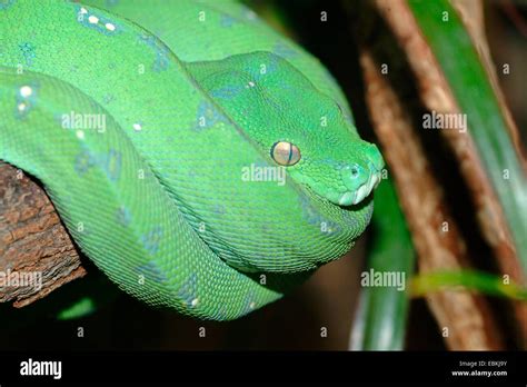 Green Tree Python Chondropython Viridis Morelia Viridis Lying On A Branch Stock Photo Alamy