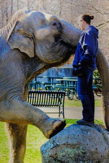 Murió Ruth Una De Las Elefantas Más Longevas De Estados Unidos A Los