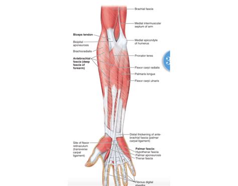 Extrinsic Forearm Muscles Quiz