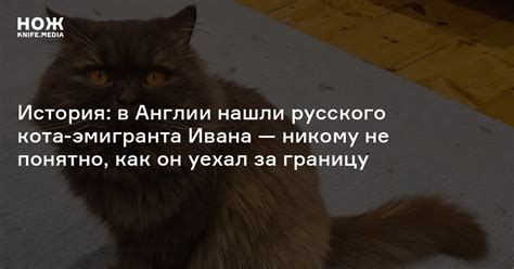 История: в Англии нашли русского кота-эмигранта Ивана — никому не ...