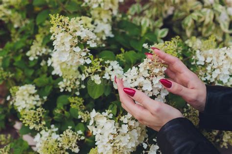 Girl Touches Flowering White Branch With Hand Cherry Blossom Tree Spring Bloom Of Sensuality Girl Touches Flowering White Branch With Hand Cherry Blossom Tree Spring Bloom Of Sensuality