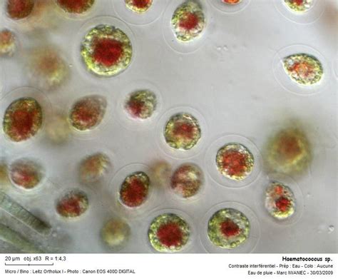 Haematococcus Sp Algues Microscopiques I Mikroscopia