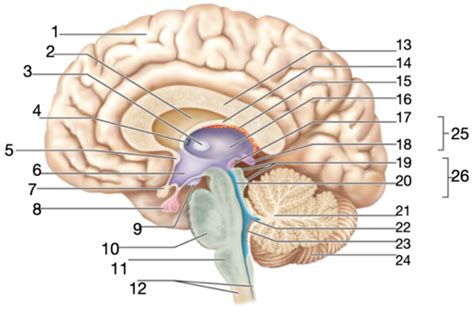 Intermediate Mass Brain