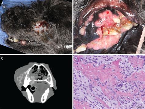 Osteosarcoma In Dogs Mouth