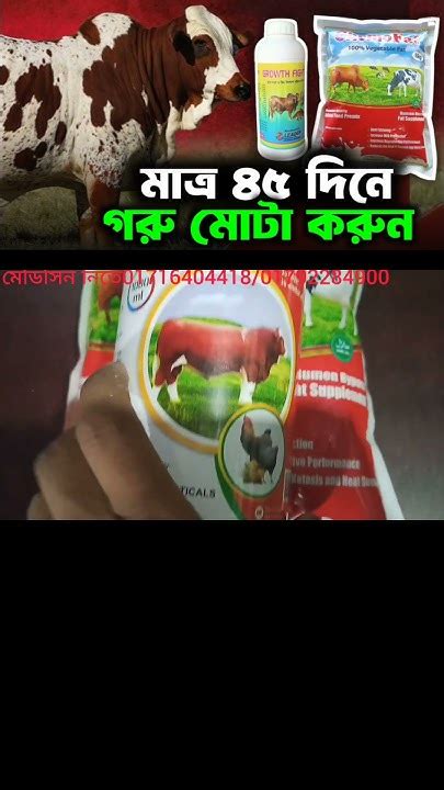 45 দিনে তাড়াতাড়ি গরু মোটা হবে Youtube