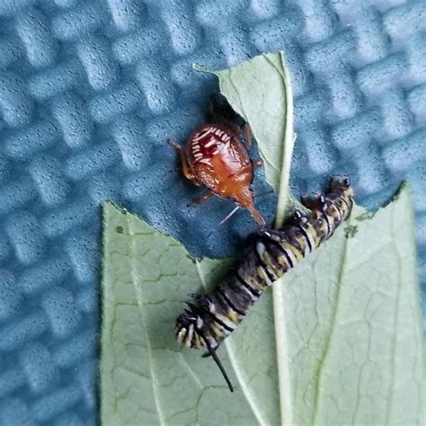 Possible Predatory Stink Bug Nymph Bugguidenet