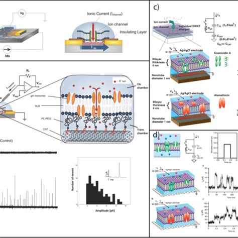 Ac Nanotube Network And Functionalization With Polymer Cushion Download Scientific