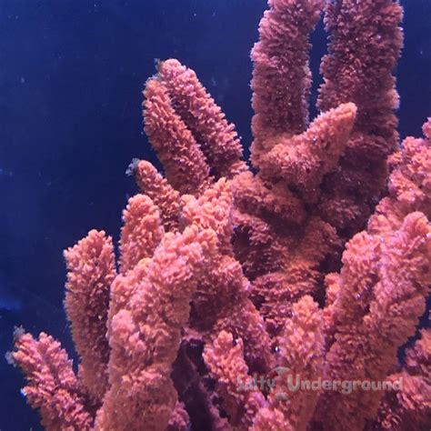 Salty Underground Red Tree Deep Water Sponge