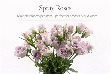 Standard Spray Or Garden Roses Heres How To Choose The Right One