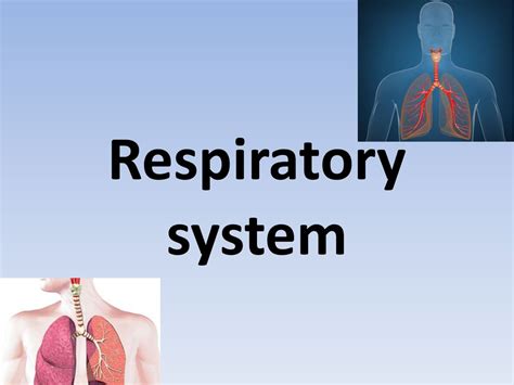 Respiratory system. - ppt download