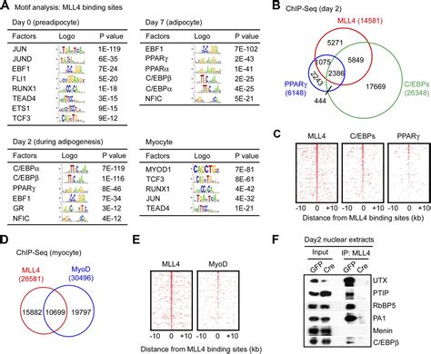 Figures And Data In H3k4 Mono And Di Methyltransferase Mll4 Is Required For Enhancer Activation