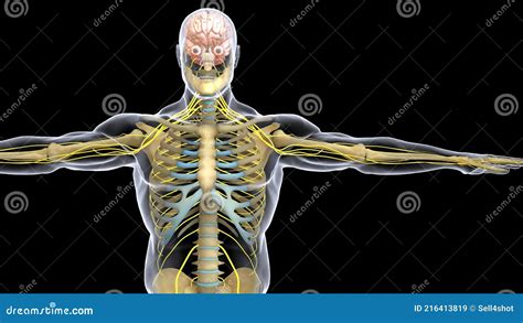 Integumentary System Set Human Epidermis Layer Structure Gland Hair
