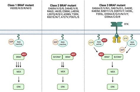 Braf Mutation Behandling At Erika Lawler Blog