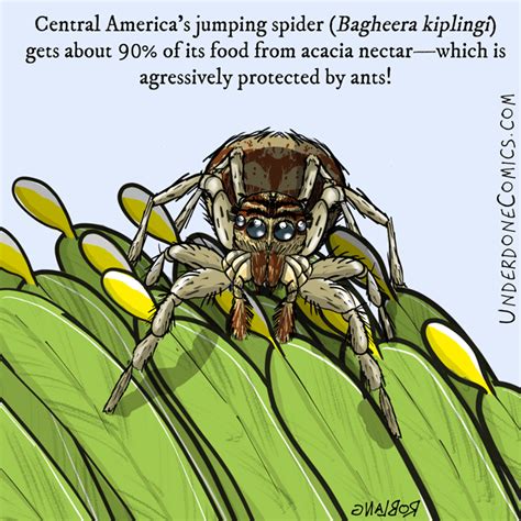 Jumping Spider Gif By Underdone Comics Find Share On Giphy